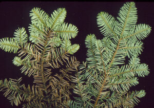 True Fir: Interior needle blight | Hortsense | Washington State University