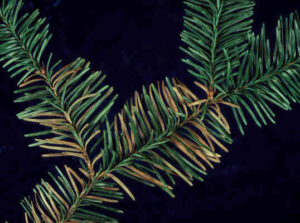 True Fir: Needle casts | Hortsense | Washington State University