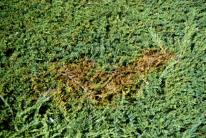 Herbicide Damage: Fluazifop | Hortsense | Washington State University