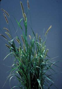 Weeds: Foxtail (Green, Yellow, Bristly) – Setaria spp. | Hortsense ...
