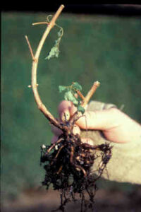 Fuchsia: Black root rot | Hortsense | Washington State University