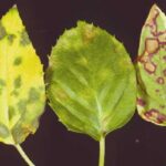 Common Diseases: Rusts | Hortsense | Washington State University