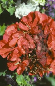 Geranium: Botrytis leaf spot and blossom blight | Hortsense ...