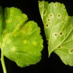 Common Diseases: Rusts | Hortsense | Washington State University