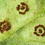 Common Diseases: Rusts | Hortsense | Washington State University