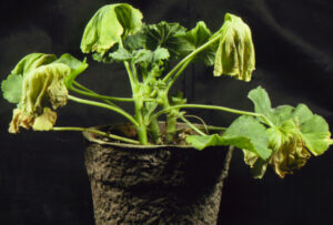 Geranium: Bacterial blight | Hortsense | Washington State University