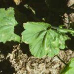 Geranium: Bacterial blight | Hortsense | Washington State University