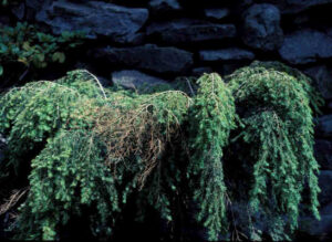 Hemlock: Phytophthora root rot | Hortsense | Washington State University