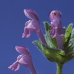 Weeds: Henbit – Lamium amplexicaule | Hortsense | Washington State ...
