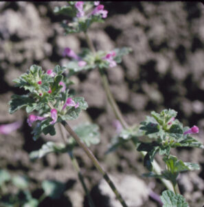 Weeds: Henbit – Lamium amplexicaule | Hortsense | Washington State ...