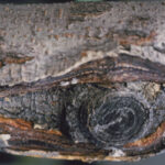 Common Diseases: Cankers | Hortsense | Washington State University