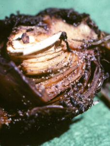 Iris: Bulb mite | Hortsense | Washington State University