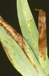 Iris: Leaf spot | Hortsense | Washington State University