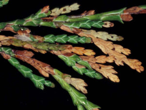 Juniper: Cypress tip moth | Hortsense | Washington State University