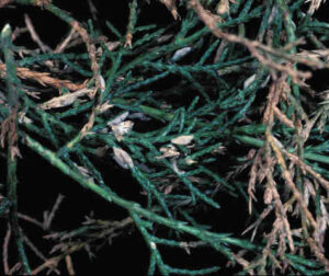 Juniper : Leafminers | Hortsense | Washington State University