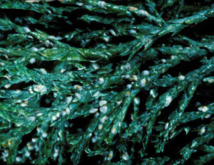 Juniper: Juniper scale | Hortsense | Washington State University