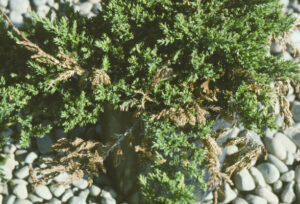 Juniper: Phomopsis twig blight | Hortsense | Washington State University