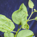 Lilac: Bacterial blight | Hortsense | Washington State University