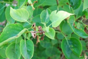 Lilac: Bacterial blight | Hortsense | Washington State University