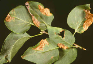 Lilac: Lilac leafminer | Hortsense | Washington State University