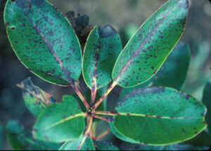 Madrone: Leaf spot | Hortsense | Washington State University