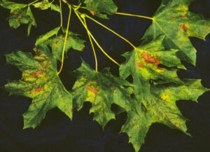 Maple: Anthracnose | Hortsense | Washington State University
