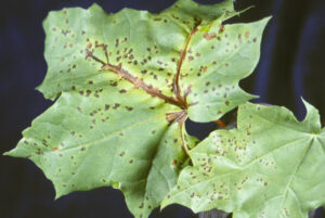 Maple: Bacterial leaf spot and dieback | Hortsense | Washington State ...