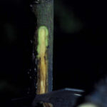 Maple: Bacterial leaf spot and dieback | Hortsense | Washington State University