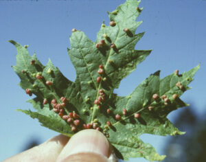 Maple: Maple bladdergall mite | Hortsense | Washington State University