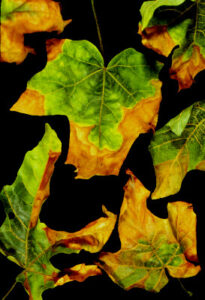 Maple: Leaf scorch | Hortsense | Washington State University