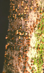 Elm: Nectria canker | Hortsense | Washington State University