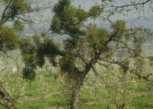 Oak: Mistletoe | Hortsense | Washington State University