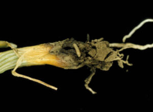 Onions, Garlic: Onion maggot | Hortsense | Washington State University