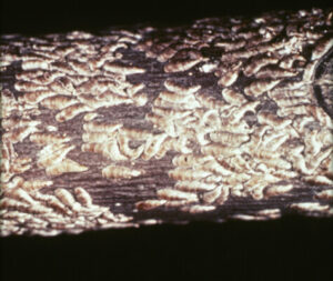 Common Insects and Mites: Oystershell scale | Hortsense | Washington ...