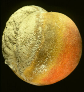 Peach: Brown rot | Hortsense | Washington State University