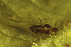 Ornamental Pear: Aphids | Hortsense | Washington State University