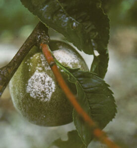 Peach: Powdery mildew | Hortsense | Washington State University