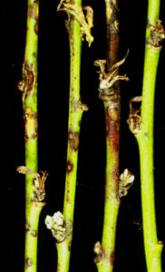 Peach: Shothole (Coryneum blight) | Hortsense | Washington State University