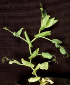 Pea: Pea wilt | Hortsense | Washington State University