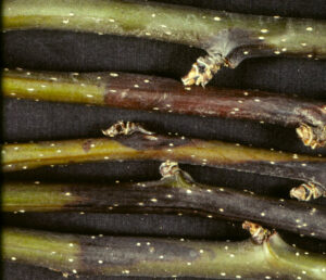 Pear: Pseudomonas blossom blast and dieback | Hortsense | Washington ...