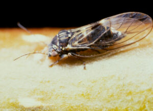 Pear: Pear psylla | Hortsense | Washington State University