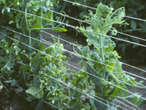 Pea: Virus diseases | Hortsense | Washington State University