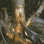 Juniper: Phytophthora root rot | Hortsense | Washington State University