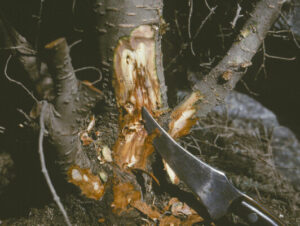 Azalea: Root rot (Phytophthora) | Hortsense | Washington State University