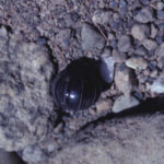 Common Insects and Mites: Sowbugs, pillbugs, and millipedes | Hortsense ...