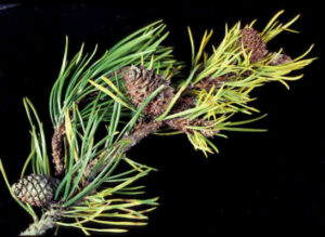 Pine: Eriophyid mites | Hortsense | Washington State University