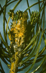 Pine: European pine shoot moth | Hortsense | Washington State University
