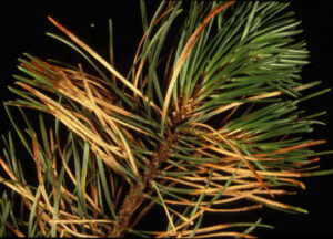 Pine: Lophodermella needle cast | Hortsense | Washington State University
