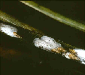 Spruce: Pine needle scale | Hortsense | Washington State University