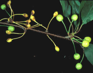 Common Cultural: Poor pollination | Hortsense | Washington State University